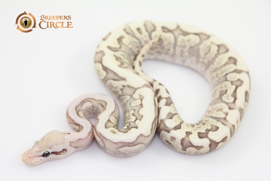 Ghi Bumble Bee Mojave Fire F18813 Ball Python by Breeder's Circle