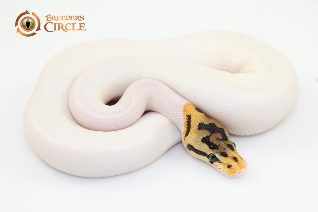 Spied Yellowbelly M18913 Ball Python by Breeder's Circle - MorphMarket