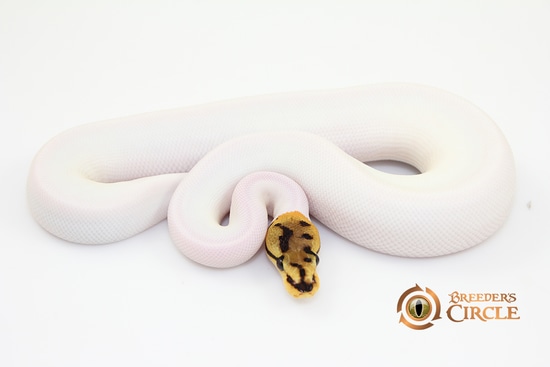 Spied Yellowbelly M18914 Ball Python by Breeder's Circle