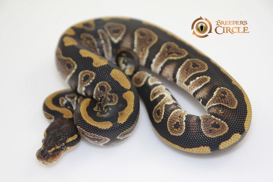 Mahogany M19021 Ball Python by Breeder's Circle