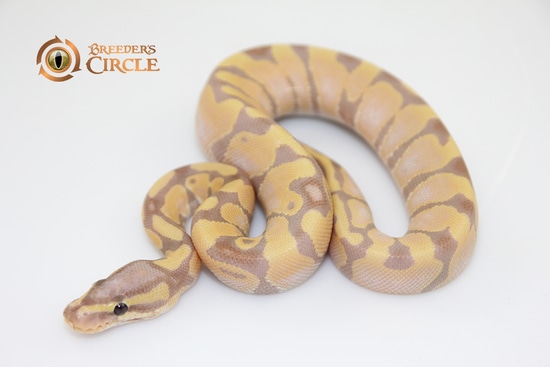 Banana Enchi M19366 Ball Python by Breeder's Circle