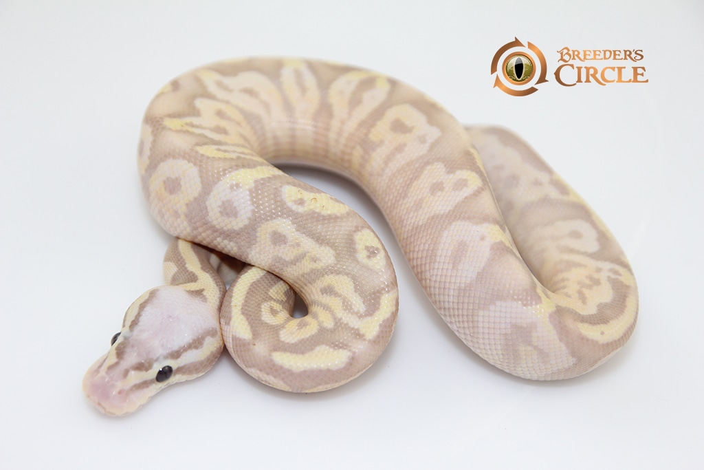 Banana FireFly M19377 Ball Python by Breeder's Circle - MorphMarket