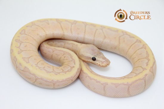 Banana Lemon Blast M19376 Ball Python by Breeder's Circle