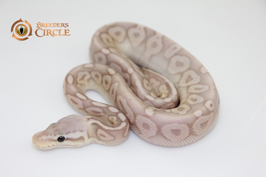 Banana Pewter M19392 Ball Python by Breeder's Circle - MorphMarket
