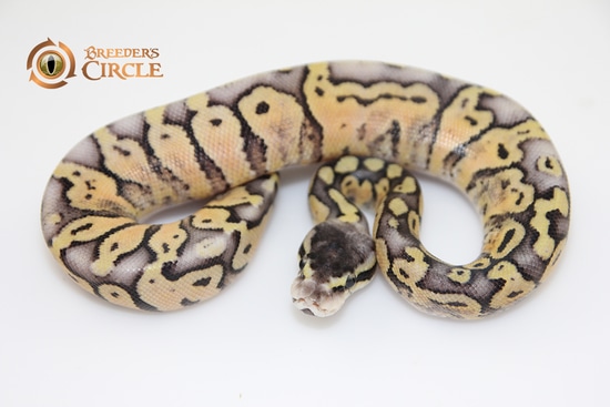 Super Pastel Shatter F19362 Ball Python by Breeder's Circle