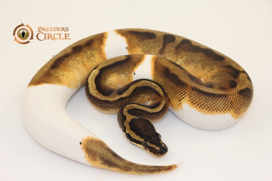 Enchi Pied 66% Het Candy M19471 Ball Python by Breeder's Circle