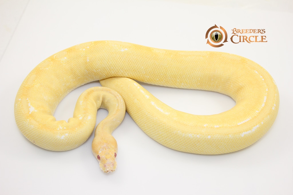 Albino Champagne F19517 Ball Python by Breeder's Circle - MorphMarket