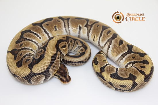 Hidden Gene Woma Granite 100% Het Clown M19052 Ball Python by Breeder's ...