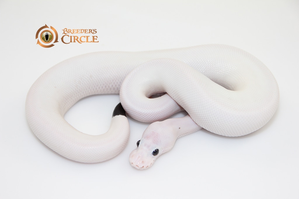 Panda Pied M19401 Ball Python by Breeder's Circle - MorphMarket