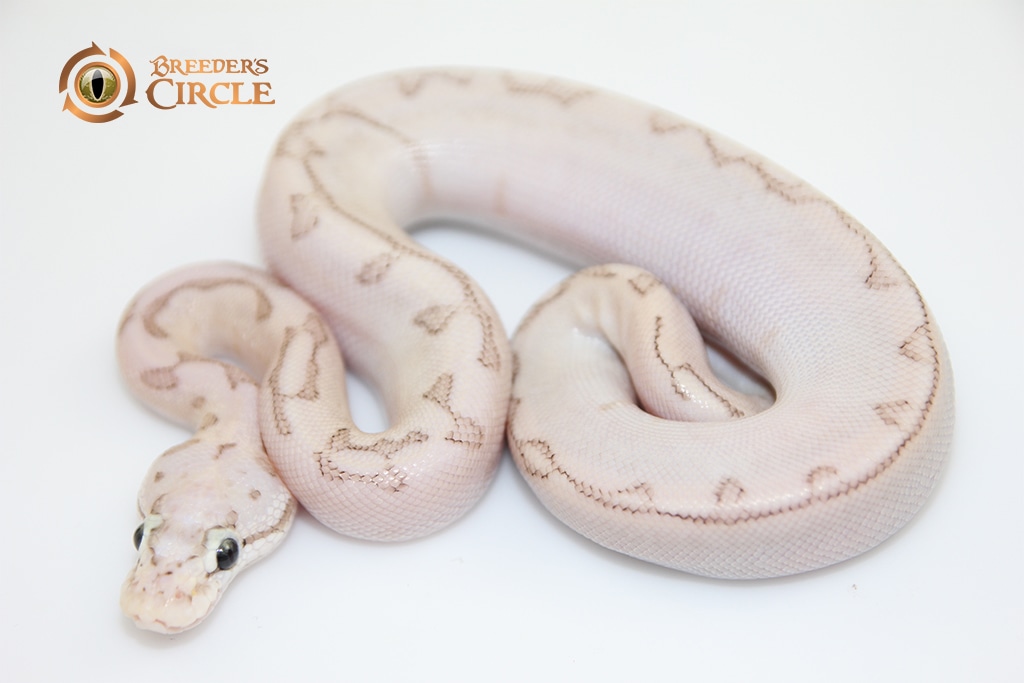 Bamboo Spider Poss Pastel 100% Het Clown M19504 Ball Python by Breeder ...