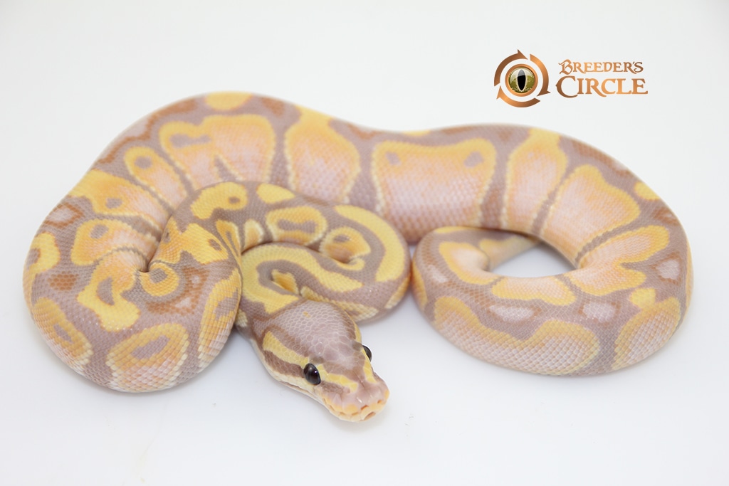 Banana 100% Het Pied M20017 Ball Python by Breeder's Circle - MorphMarket