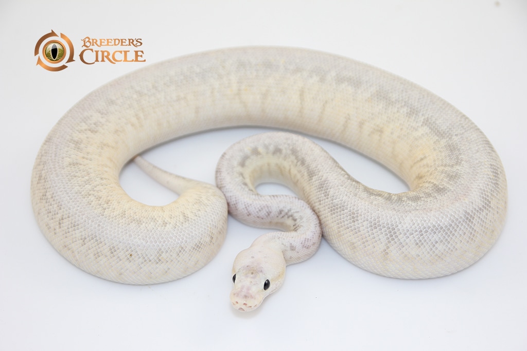 Lesser Vanilla Scream Spinner Poss Enchi F19808 Ball Python by Breeder ...