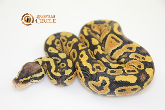 Pastel F20040 Ball Python by Breeder's Circle