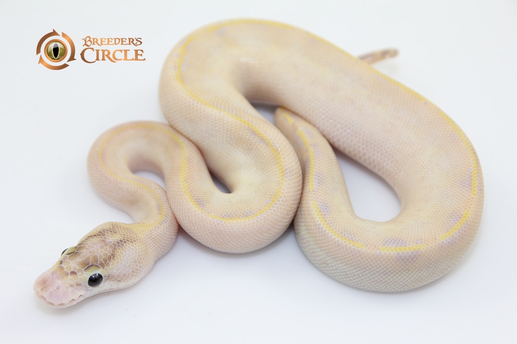 Ivory Poss Enchi Flame F20079 Ball Python by Breeder's Circle - MorphMarket