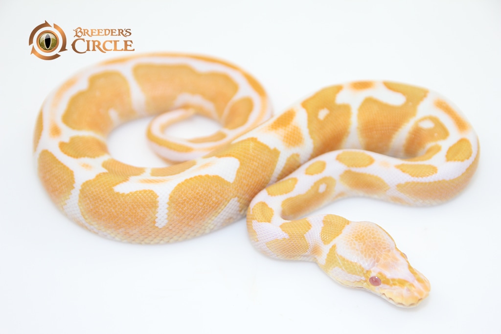 Albino Calico F20097 Ball Python by Breeder's Circle - MorphMarket