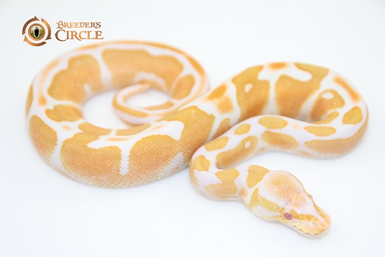 Albino Calico F20097 Ball Python by Breeder's Circle - MorphMarket