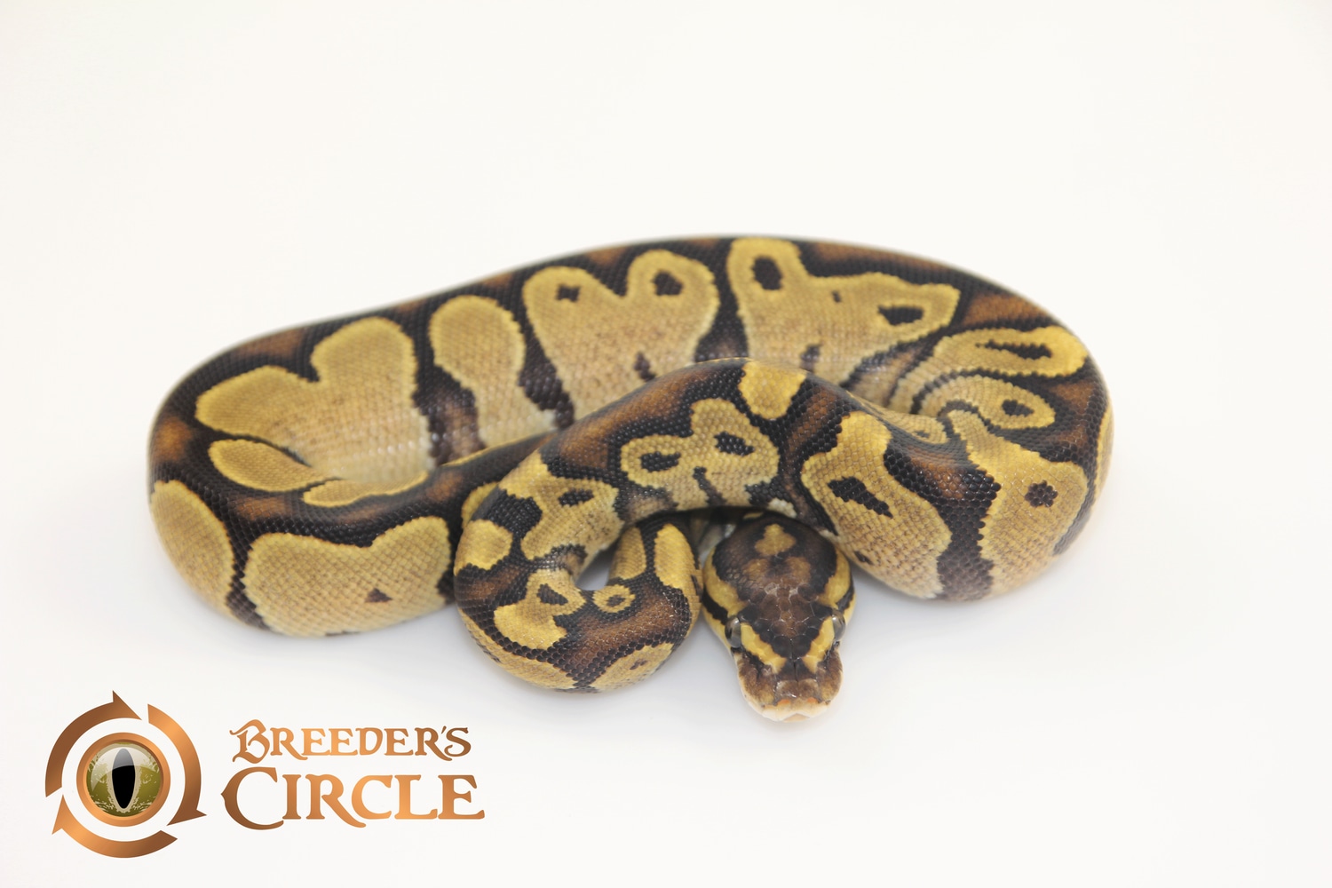 Black Head Spider Fire F20182 Ball Python by Breeder's Circle - MorphMarket
