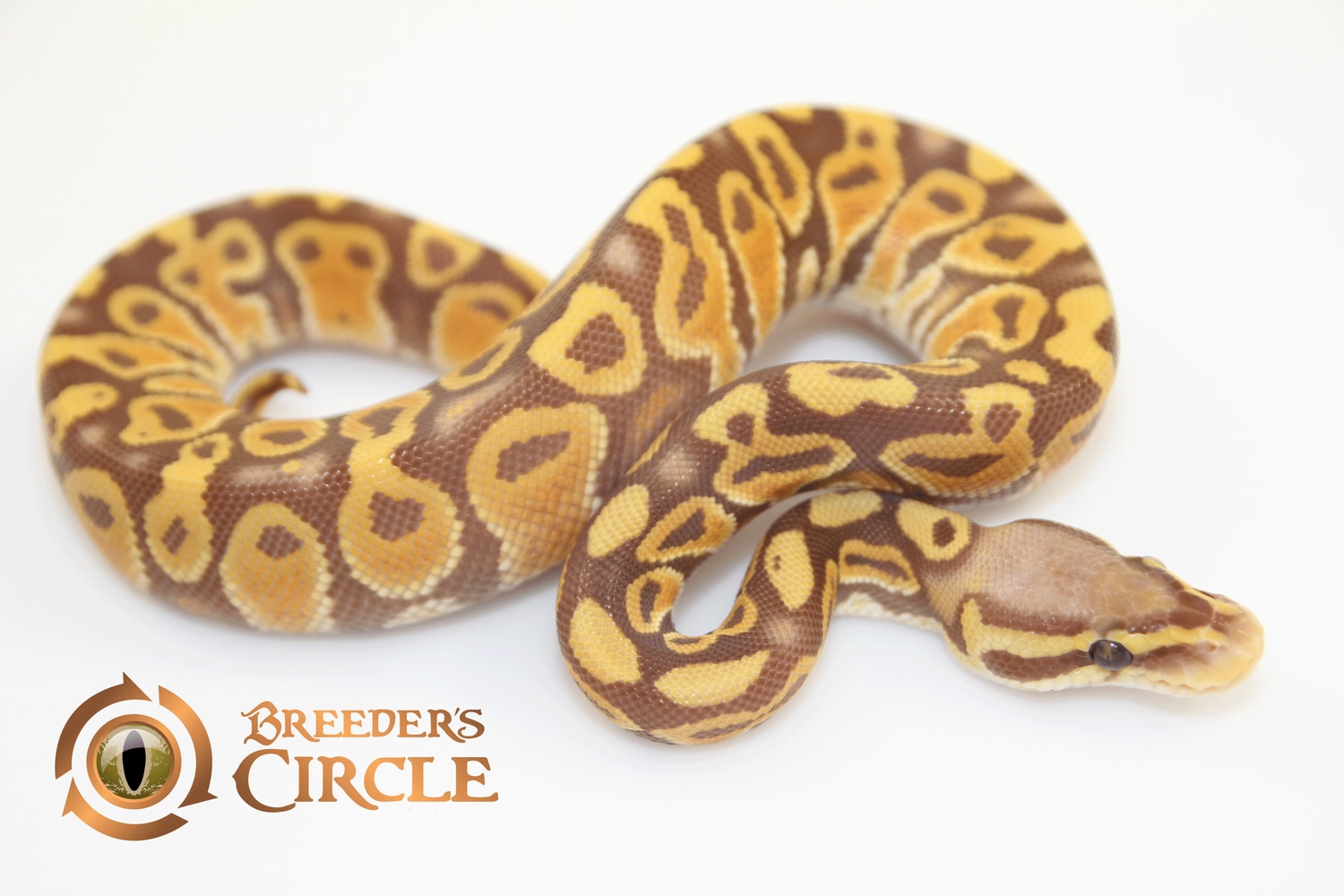 Pastel Ultramel M20171 Ball Python by Breeder's Circle - MorphMarket