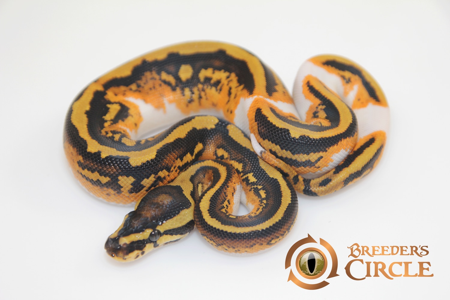 Yellowbelly Pied F20165 Ball Python by Breeder's Circle - MorphMarket