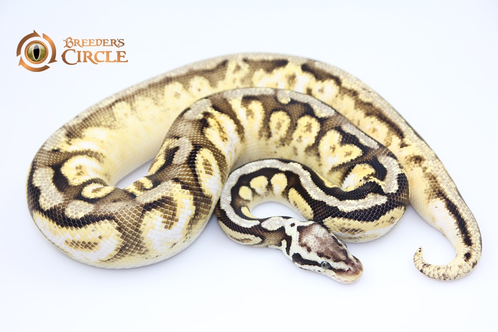 Citrus Pastel Spotnose Whiteout M19185 Ball Python by Breeder's Circle ...