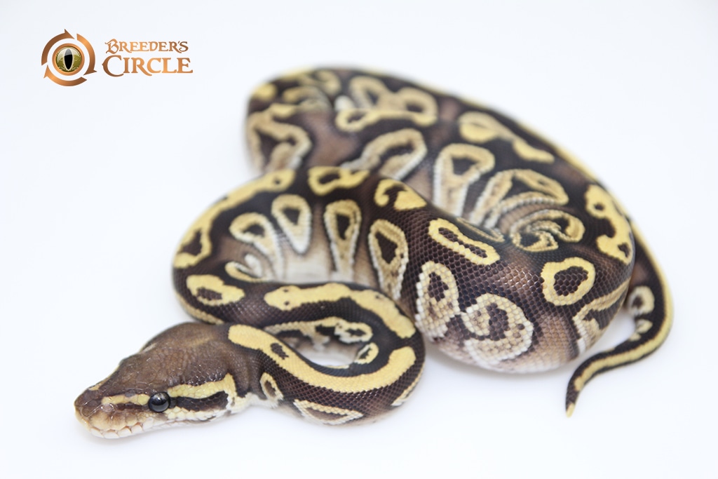 Marvel Mojave Vanilla F20277 Ball Python by Breeder's Circle - MorphMarket