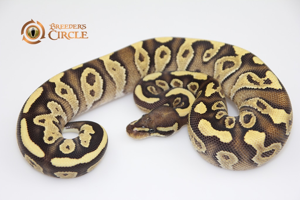 Mojave Yellowbelly 100% Het Pied F20099 Ball Python by Breeder's Circle ...