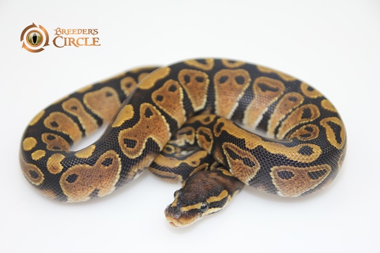 Normal M30305 Ball Python by Breeder's Circle