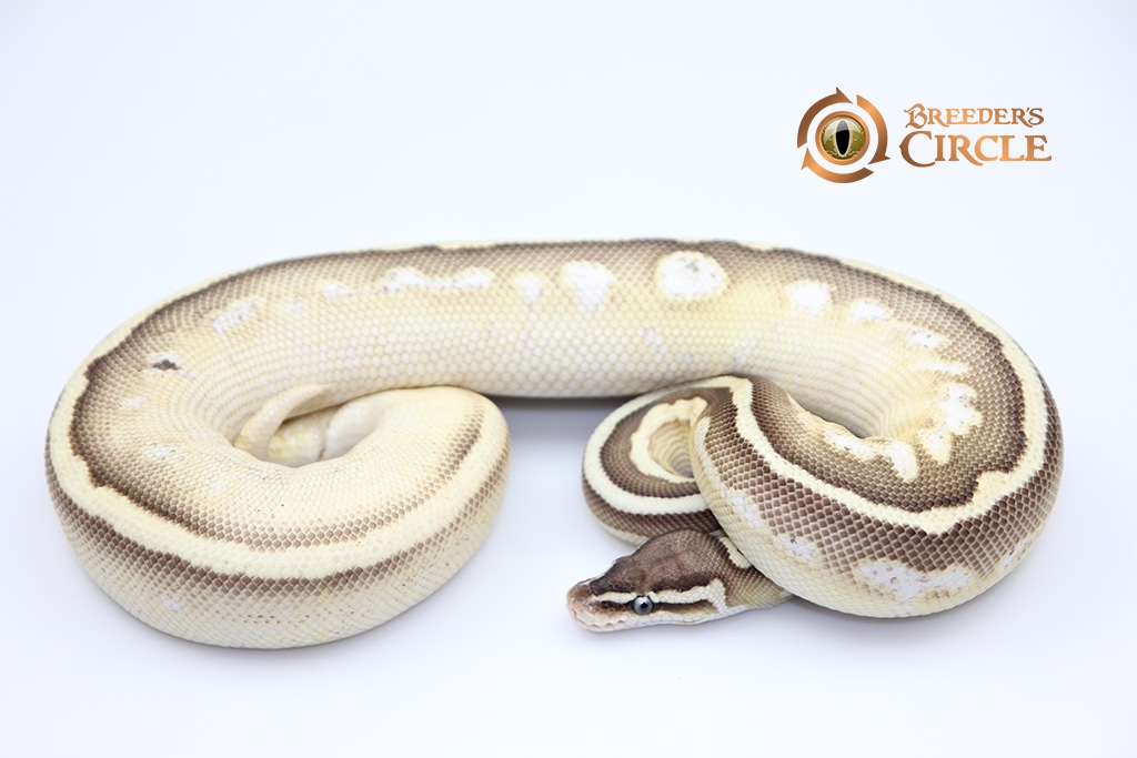 Pastave Fire Calico Yellowbelly 100% Het Pied M19414 Ball Python by Breeder's Circle - MorphMarket