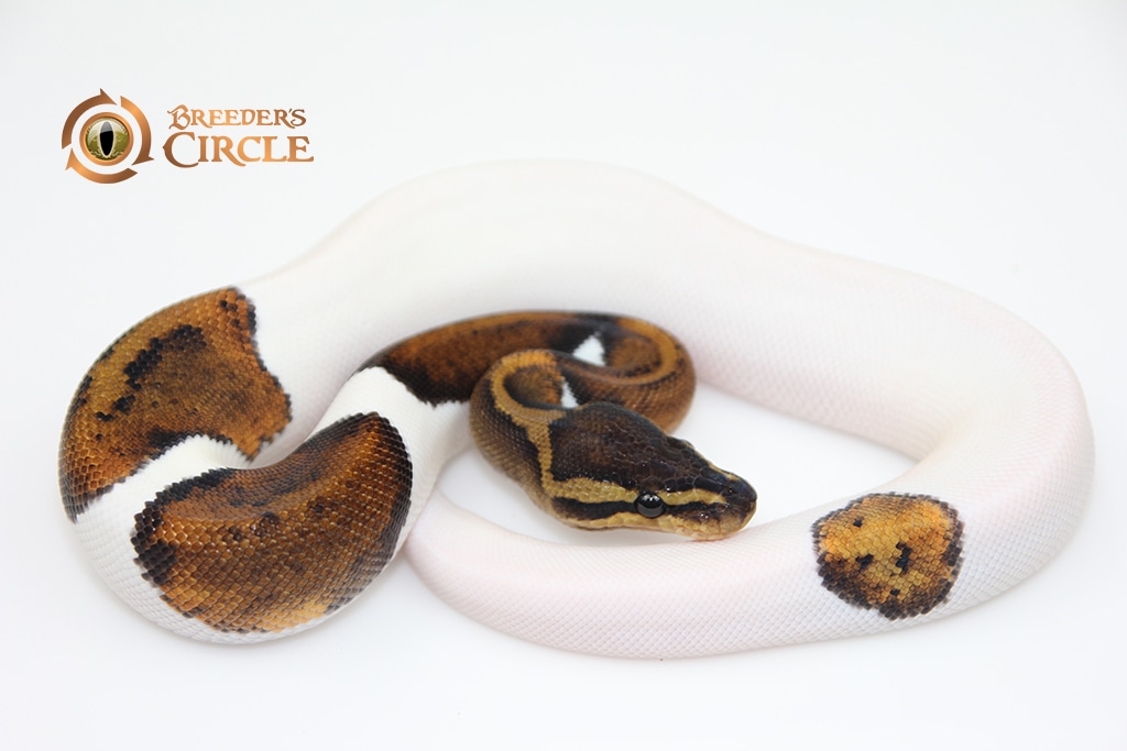 Mahogany Pied F20242 Ball Python by Breeder's Circle - MorphMarket