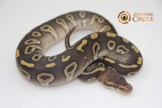 Mojave Chocolate F20227 Ball Python by Breeder's Circle