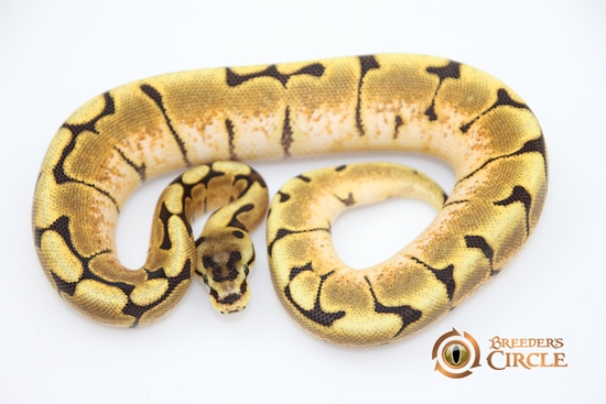 Stinger Bee Poss Yellowbelly F20155 Ball Python by Breeder's Circle