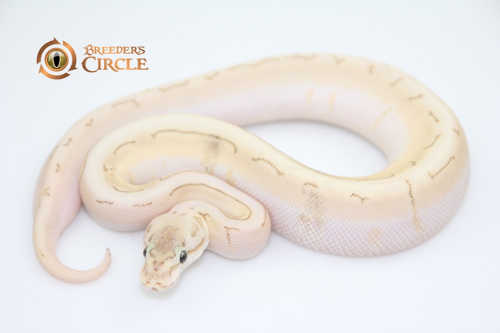 Bamboo Spinner Yellowbelly F20411 Ball Python by Breeder's Circle ...