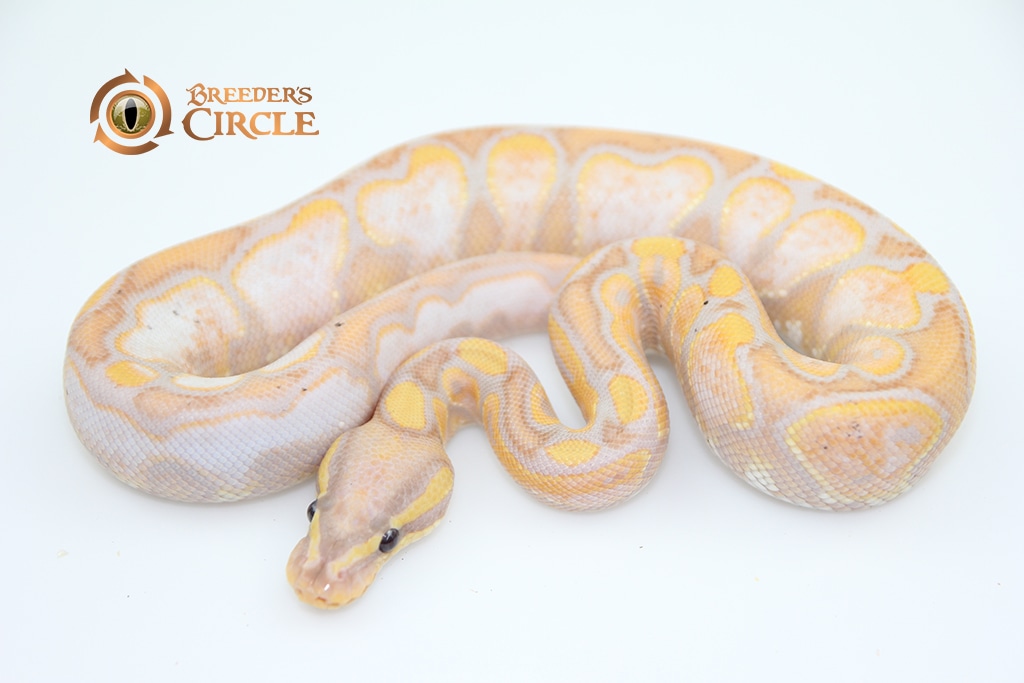 Banana Calico M20455 Ball Python by Breeder's Circle - MorphMarket