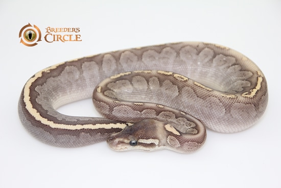 Bamboo Black Pastel 50% Het Ultramel Poss Yellowbelly F20420 Ball ...