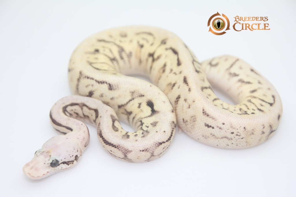 Pastel Powerball Poss Yellowbelly Ball Python by Breeder's Circle - MorphMarket
