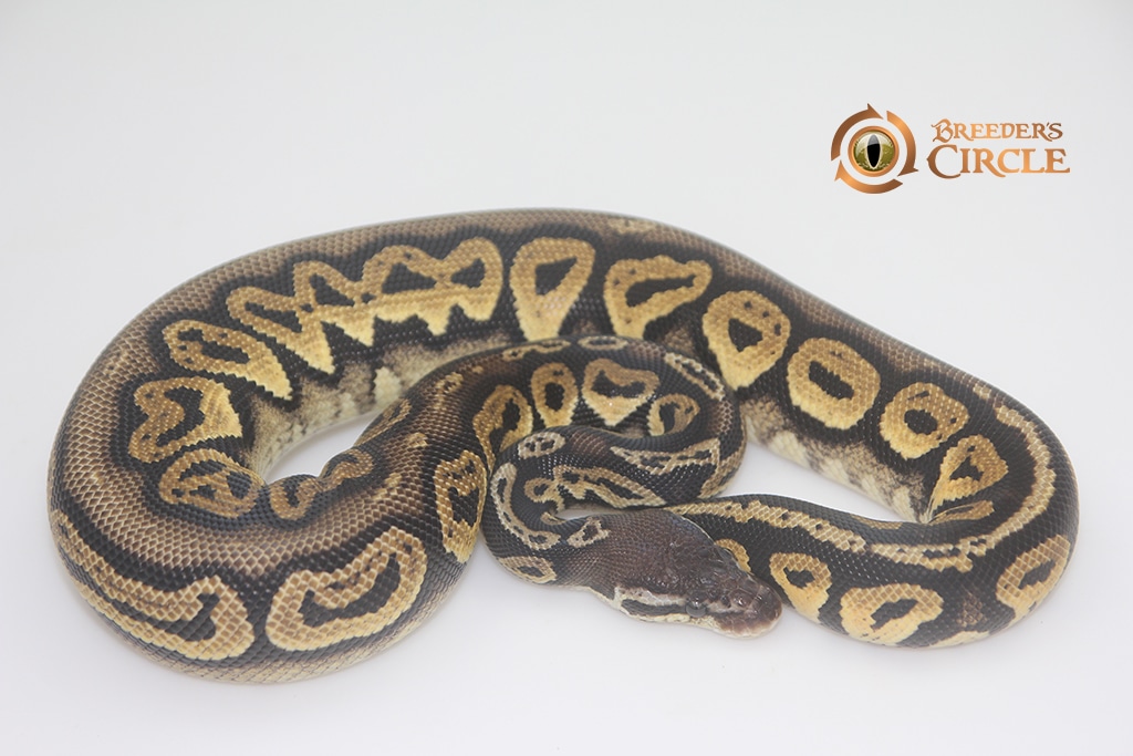 Pastel Black Head Het Red Axanthic Ball Python by Breeder's Circle ...