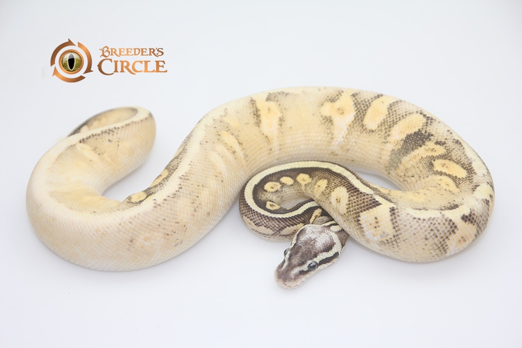 Super Pastel Calico Yellowbelly Or Spark Ball Python by Breeder's ...