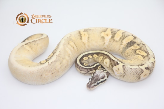 Super Pastel Calico Yellowbelly Or Spark Ball Python by Breeder's Circle