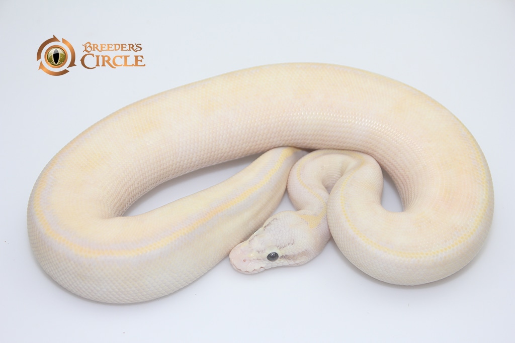 Pastel Ivory Poss Phantom Ball Python by Breeder's Circle - MorphMarket