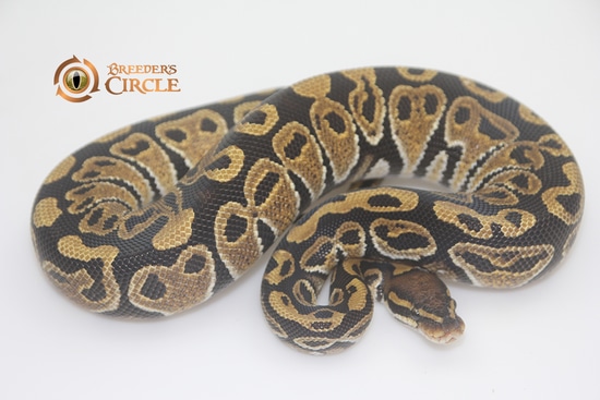 Blitz Ball Python by Breeder's Circle