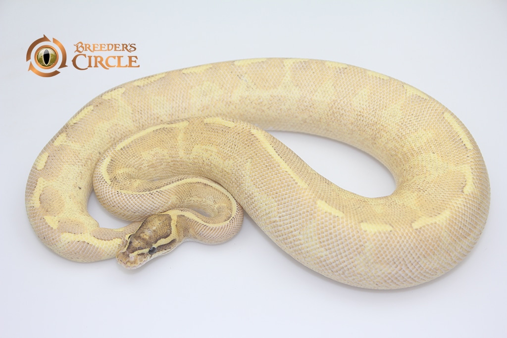 Mardi-Gras Poss Flame Ball Python by Breeder's Circle - MorphMarket