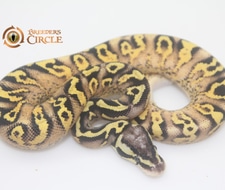 Asphalt Ball Pythons for Sale - MorphMarket US & Canada