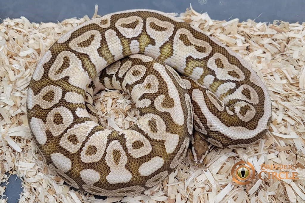 Lesser Spotnose Ball Python by Breeder's Circle - MorphMarket