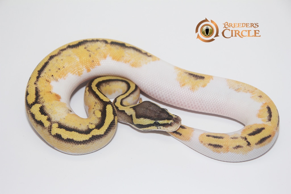Firefly Pied Ball Python by Breeder's Circle - MorphMarket