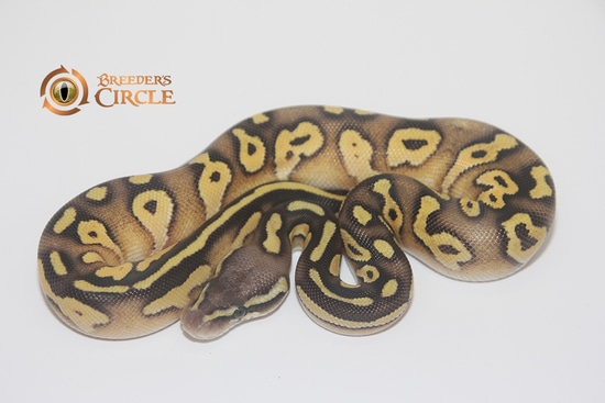 Pastave Calico Ball Python by Breeder's Circle