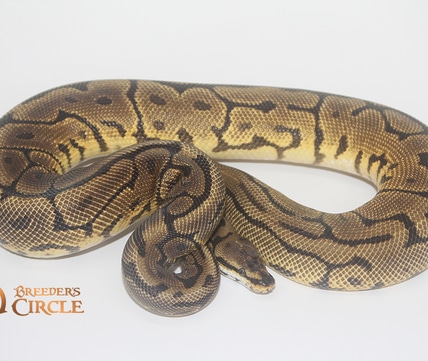 Het Red Axanthic Clown Ball Python by Breeder's Circle - MorphMarket