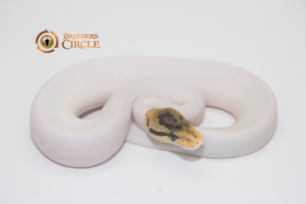 Spied Poss Yellowbelly Ball Python by Breeder's Circle - MorphMarket