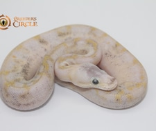 Champagne Ball Pythons for Sale - MorphMarket US & Canada