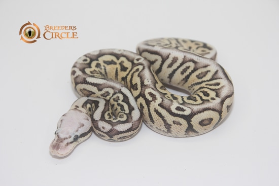 Citrus Pastel Green Pastel Super Vanilla Ball Python by Breeder's Circle
