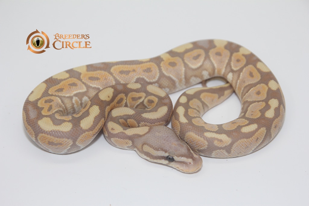 Banana Honey Ball Python by Breeder's Circle - MorphMarket
